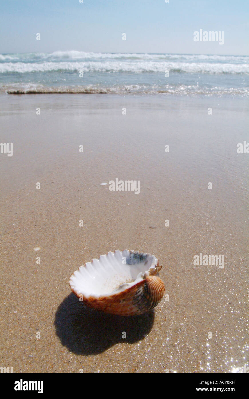 A shell on a beach Stock Photo - Alamy