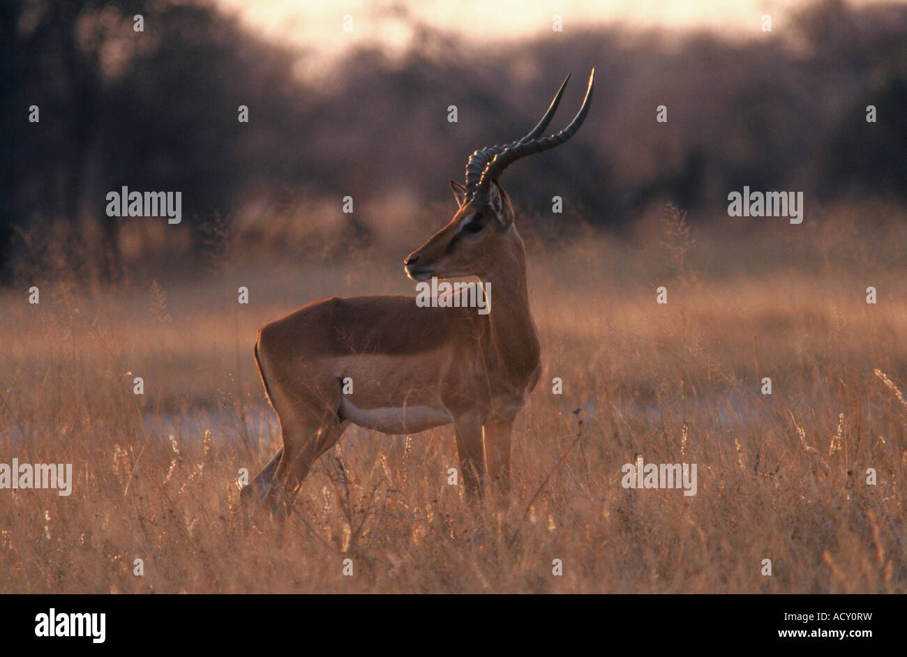 Ram feeder hi-res stock photography and images - Alamy