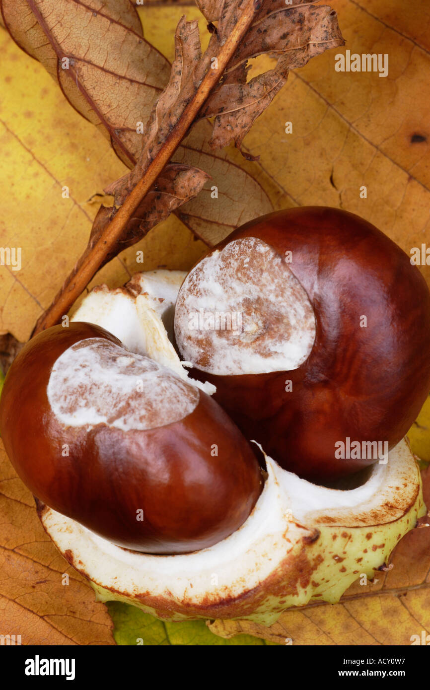 Conkers, Horse Chestnuts, in their shells Stock Photo - Alamy