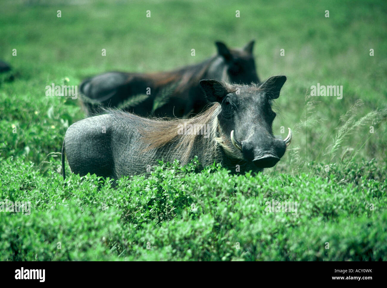 Warthog sounder hi-res stock photography and images - Alamy