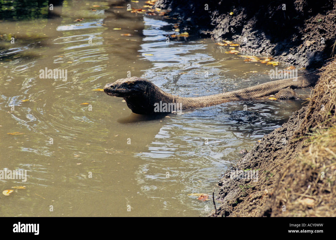 Komodo dragon cooling down in a pool,Rinca Island,Komodo National Park ...