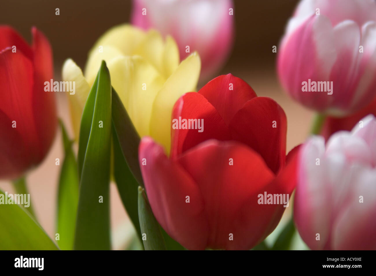Red Yellow and Pink Tulips Stock Photo - Alamy