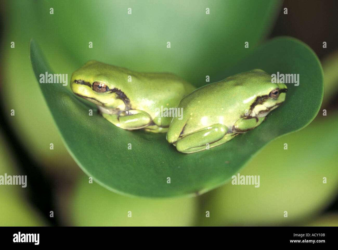 AMPHIBIAN FROG Tree White s Stock Photo - Alamy