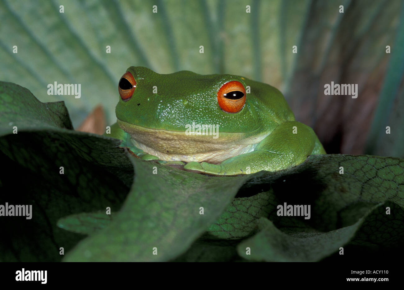 AMPHIBIAN FROG Tree Stock Photo - Alamy