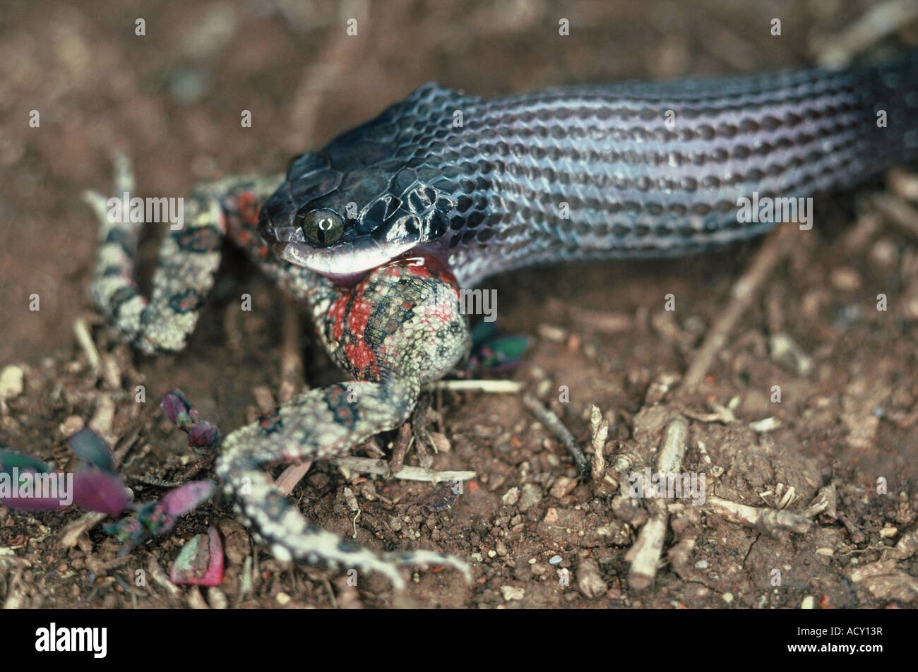 Red Lipped Herald Snake High Resolution Stock Photography and Images ...