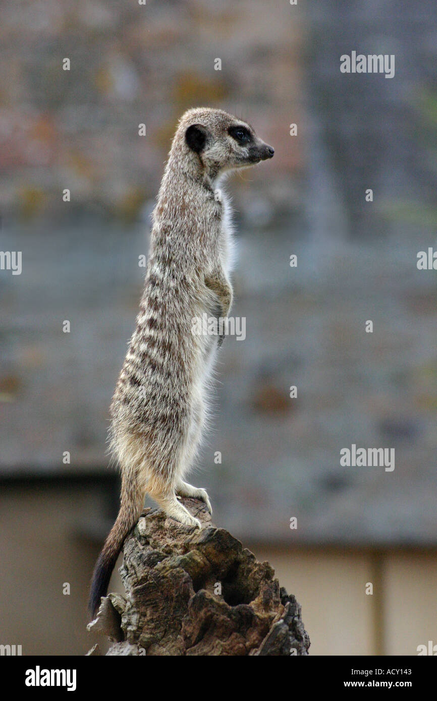 Mercat at Jersey Zoo Stock Photo - Alamy