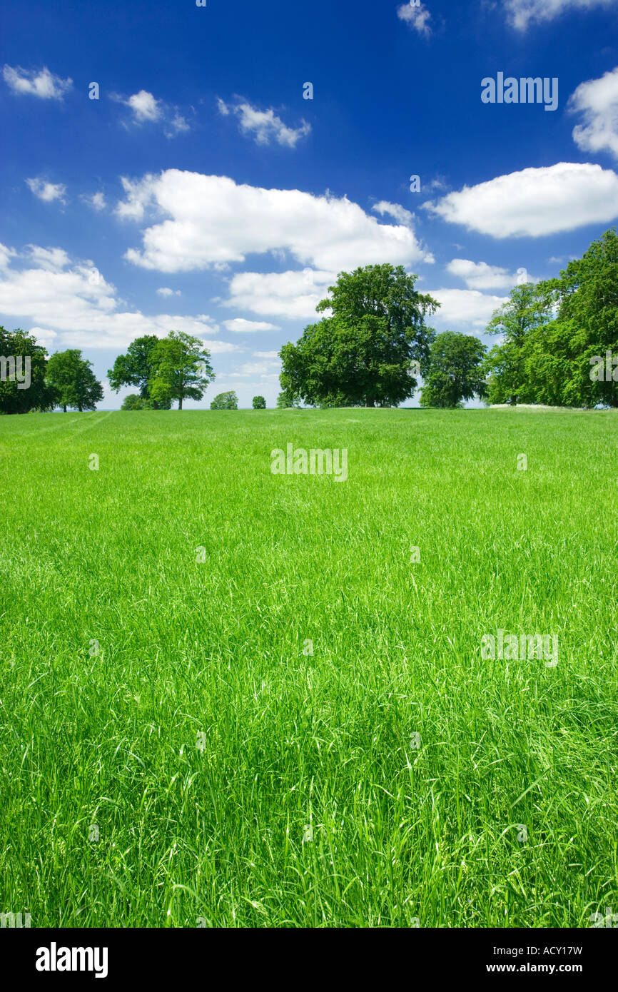 Field of grass with trees Stock Photo - Alamy