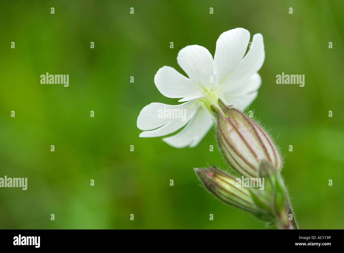 White campion, Silene latifolia (S. alba Stock Photo - Alamy