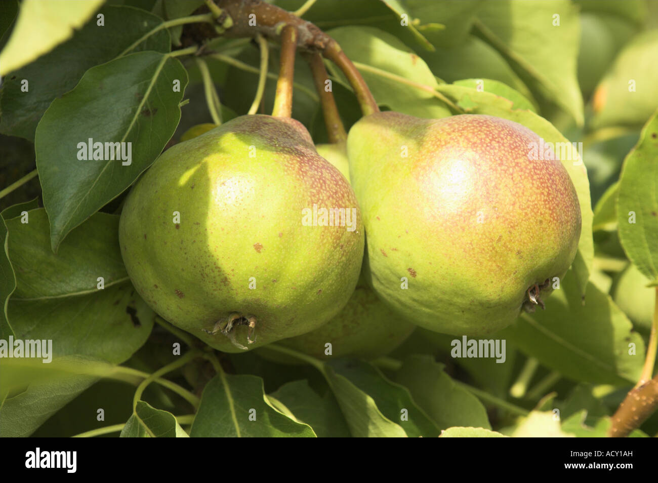 Pear Cordon Cattilac ripening fruit growing in walled garden England ...