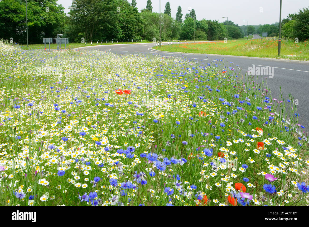 Mixed annual flowers on roundabout. Including cornflower, corncockle ...