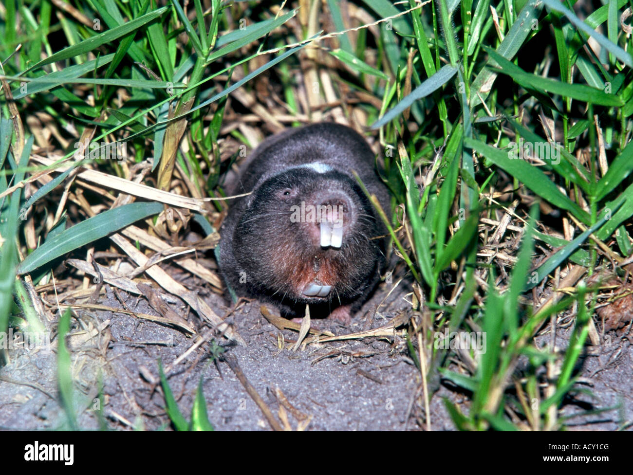 Mole rats hi-res stock photography and images - Alamy