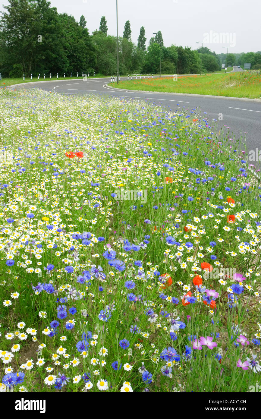 Roadside flower hi-res stock photography and images - Alamy