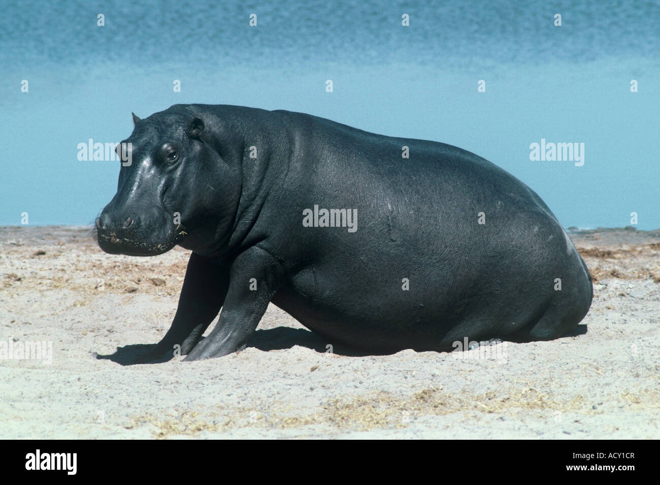 seated hippo, Hippopotamus amphibius Stock Photo - Alamy