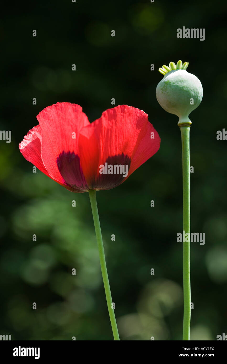 Opium poppy Papaver somniferum, red garden variety. Flower and capsule ...