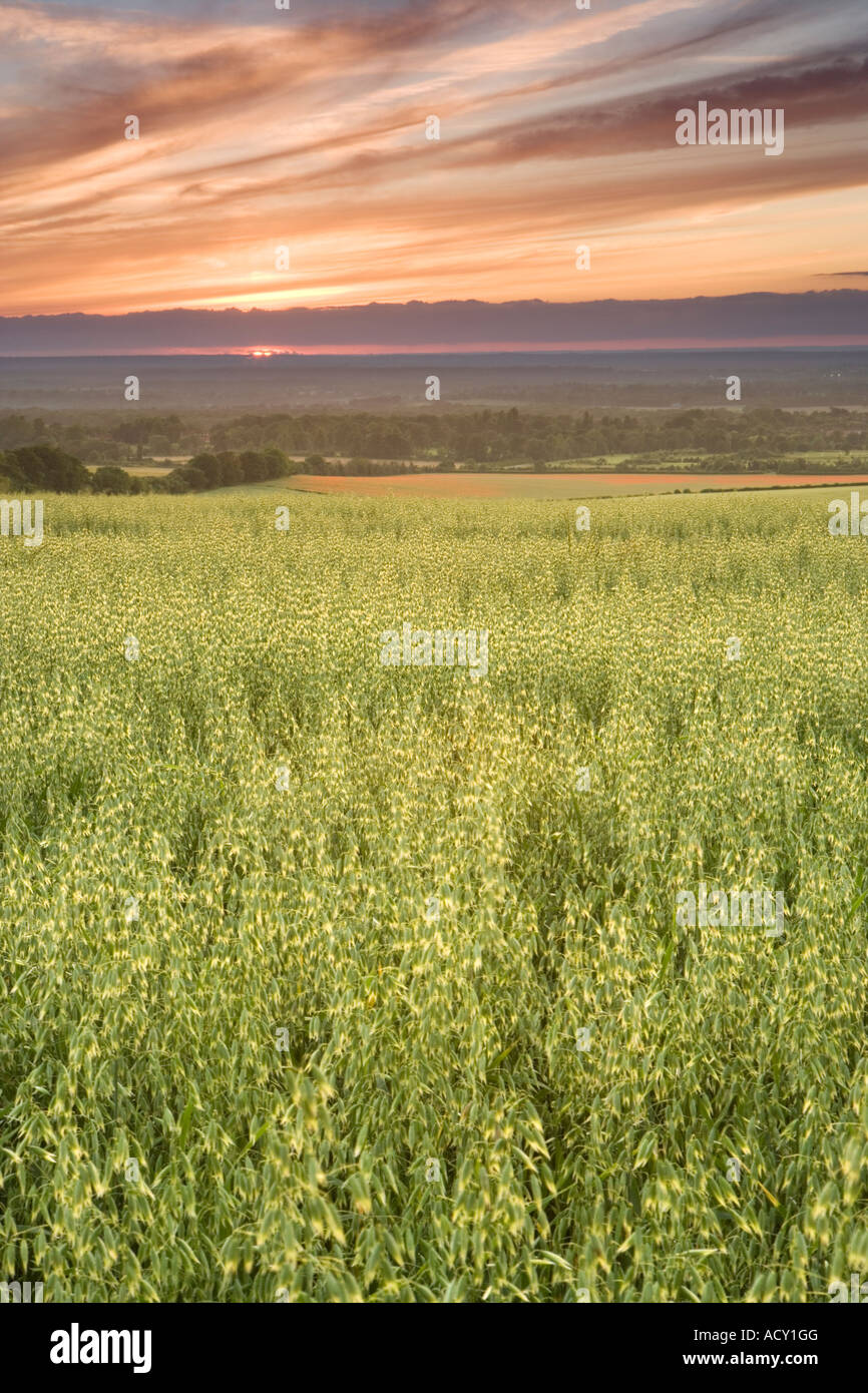 Oat field and sunset Stock Photo - Alamy