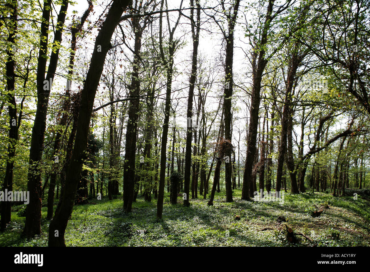 Dirt road forest barrier hi-res stock photography and images - Alamy