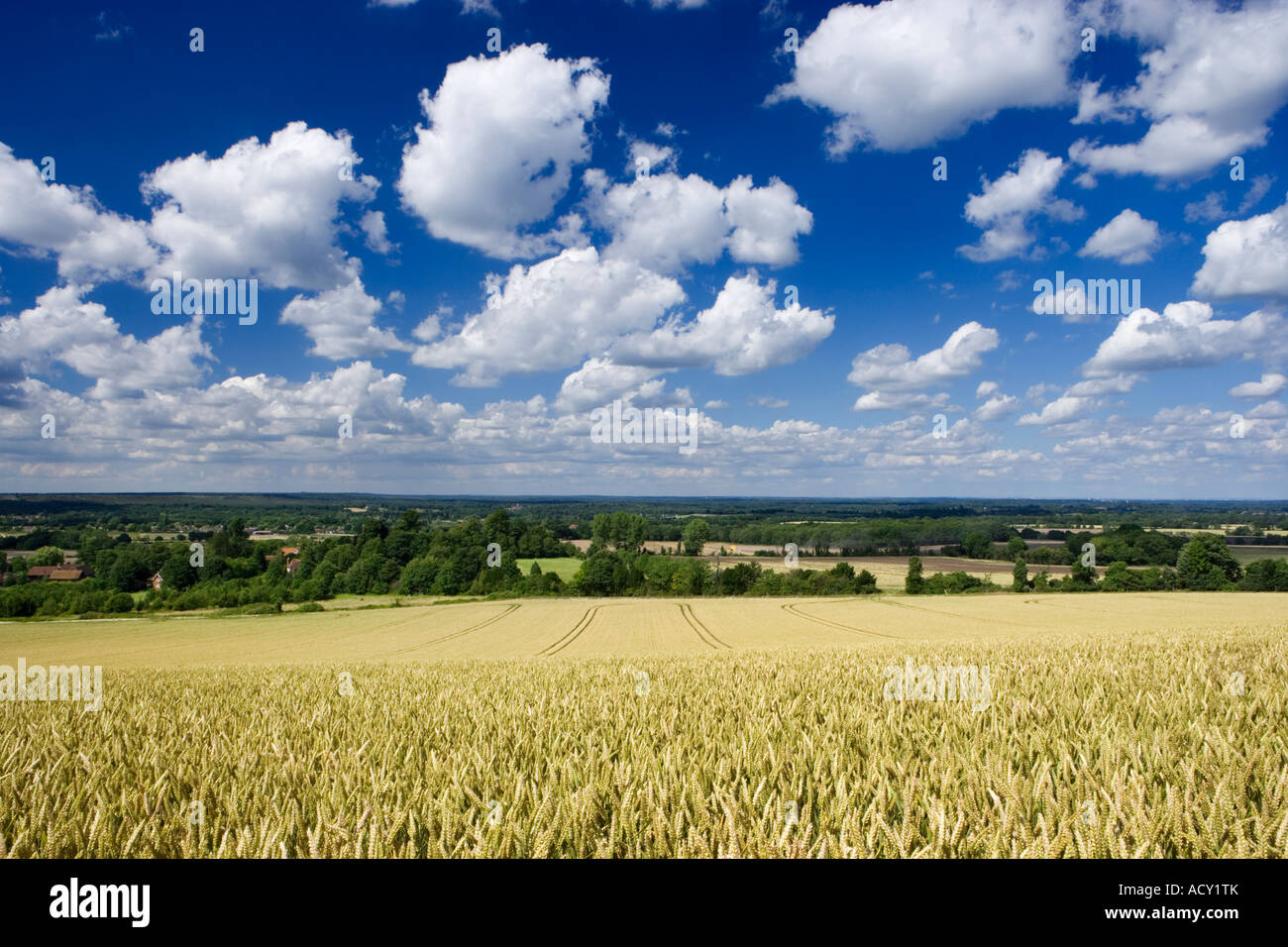Wheat field, Surrey England UK Stock Photo - Alamy