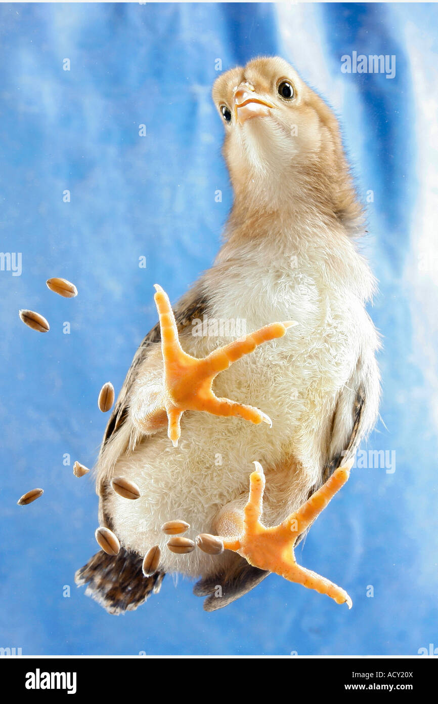 chick - bottom view Stock Photo - Alamy