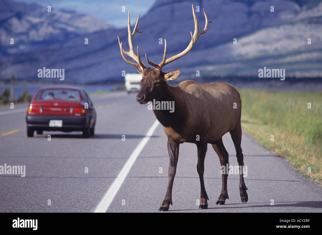 Canada road elk hi-res stock photography and images - Alamy