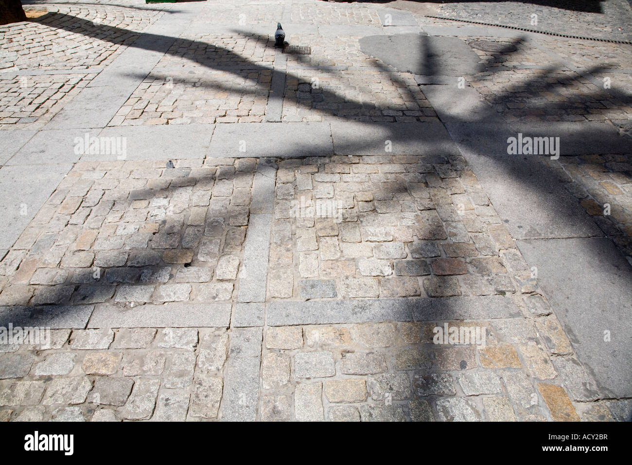 Shadow of a palm tree on a pavement, Cadiz, Spain Stock Photo - Alamy