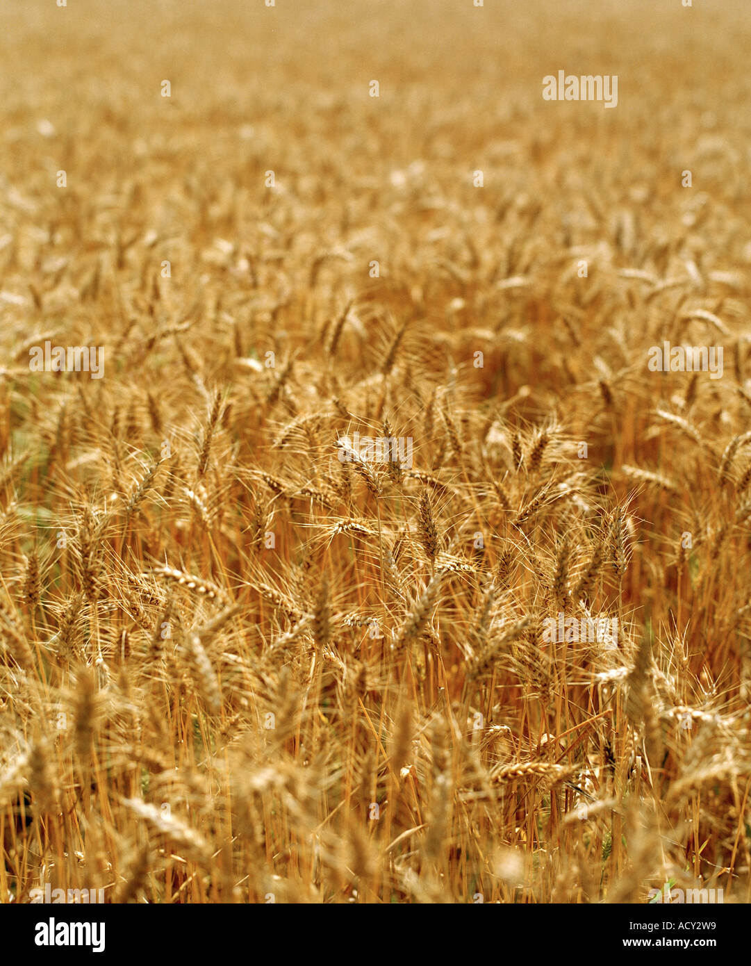 Wheat field in the sunshine Stock Photo - Alamy