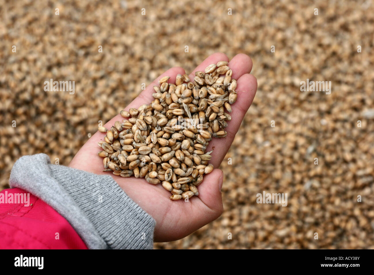 Weath cereal hi-res stock photography and images - Alamy
