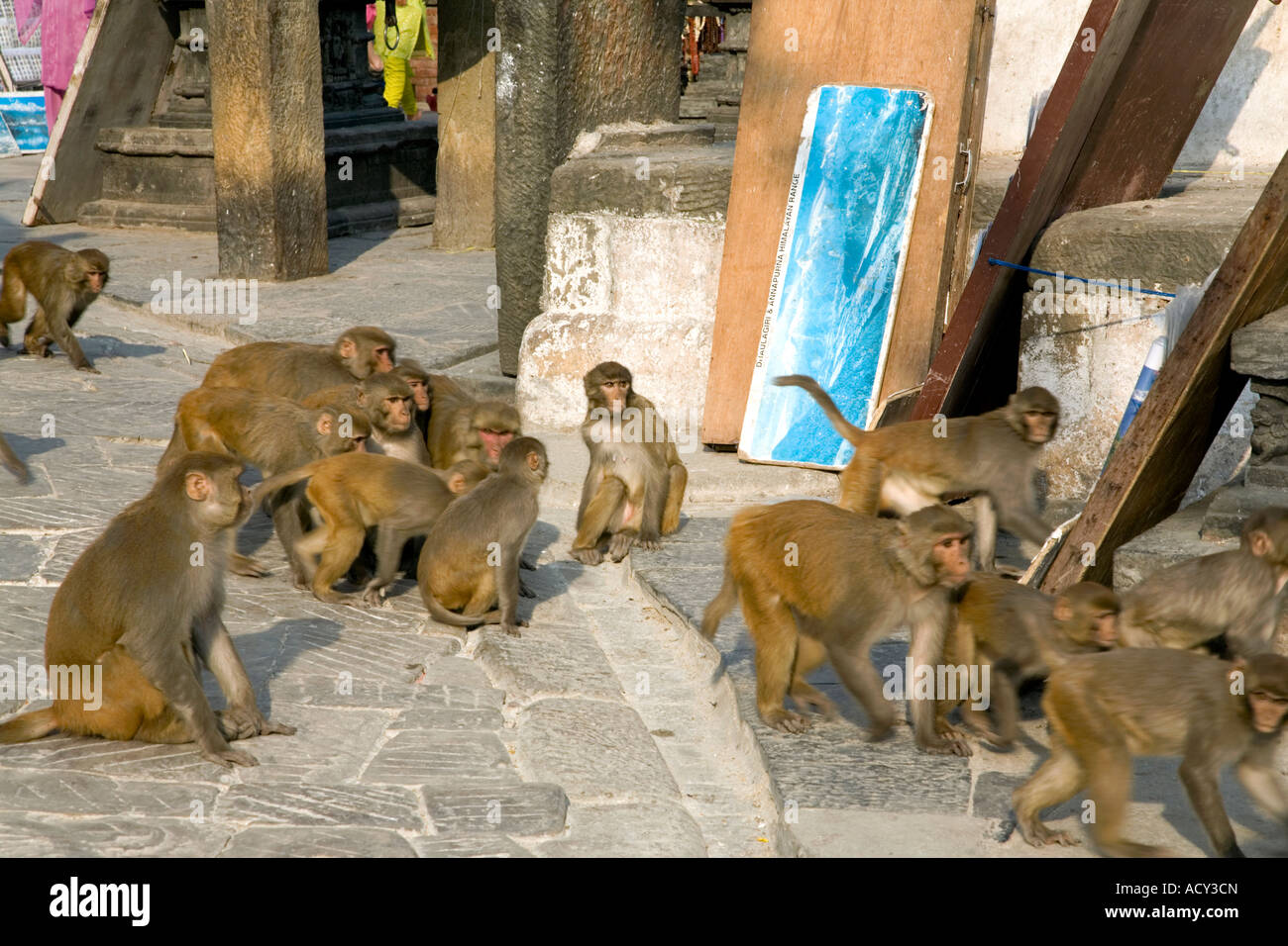 Monkey tribe.Swayambhunath Stupa.Kathmandu.Nepal Stock Photo - Alamy