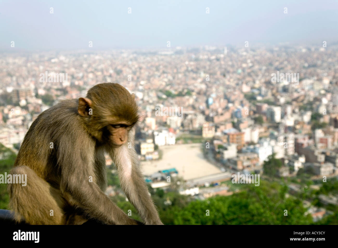 Monkey relaxing swayambhunath temple stupa hi-res stock photography and ...