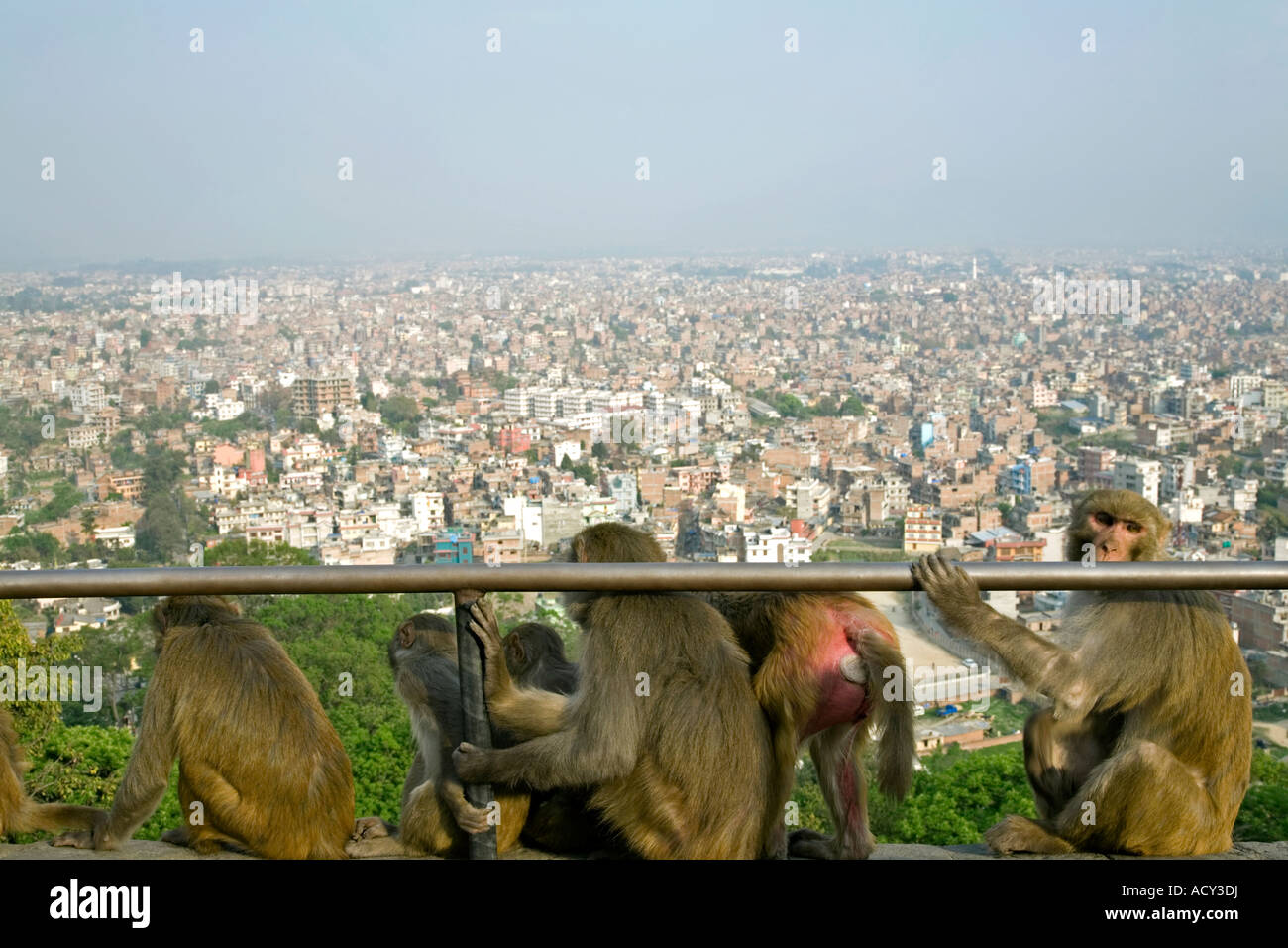 Monkeys.Swayambhunath Stupa viewpoint.Kathmandu.Nepal Stock Photo - Alamy