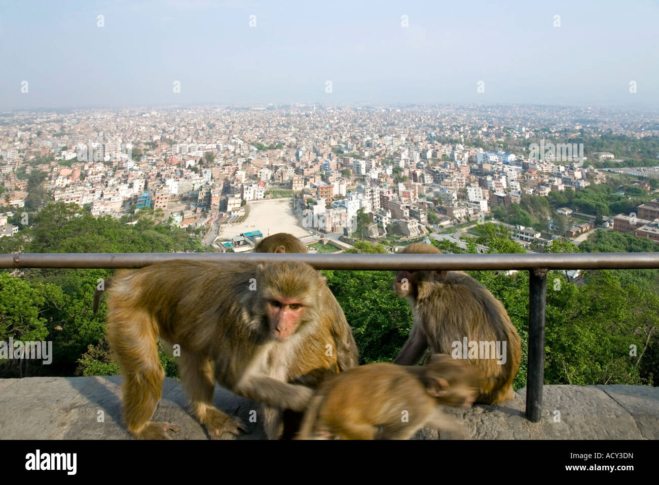 Monkeys.Swayambhunath Stupa viewpoint.Kathmandu.Nepal Stock Photo - Alamy