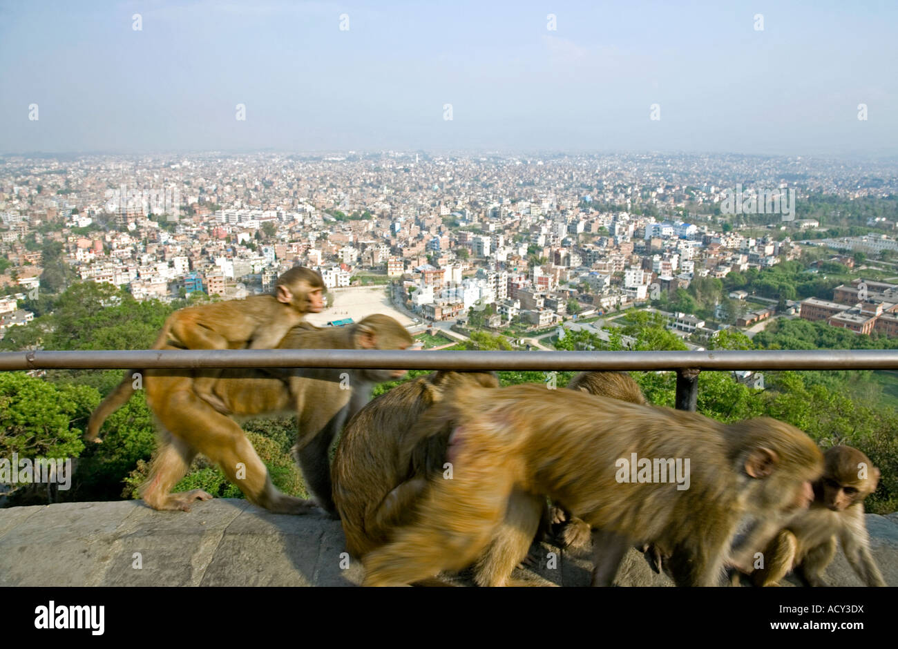 Monkey family.Swayambhunath Stupa viewpoint.Kathmandu.Nepal Stock Photo ...
