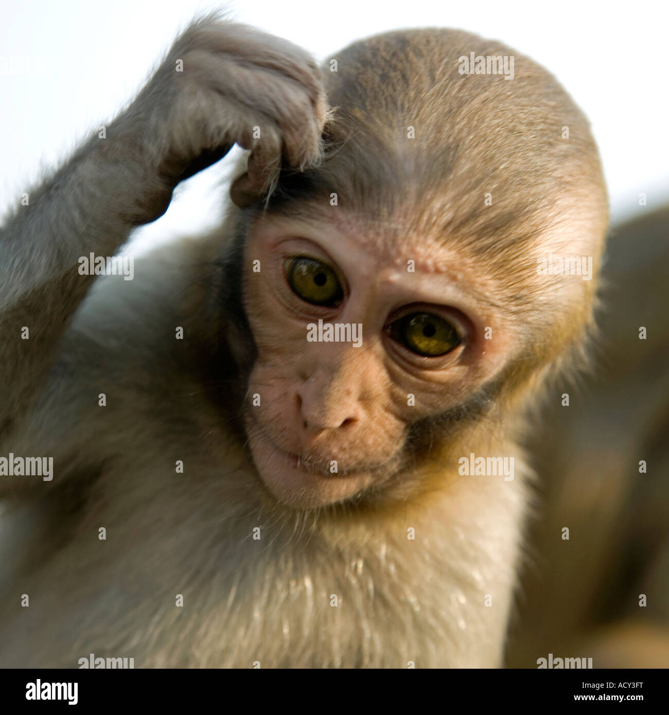 Cute monkey scratching hi-res stock photography and images - Alamy