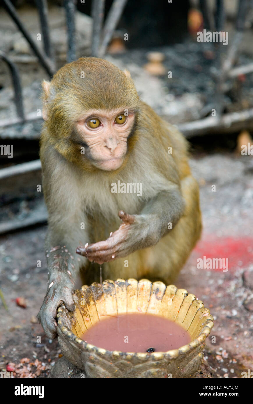 Monkey drinking hi-res stock photography and images - Alamy
