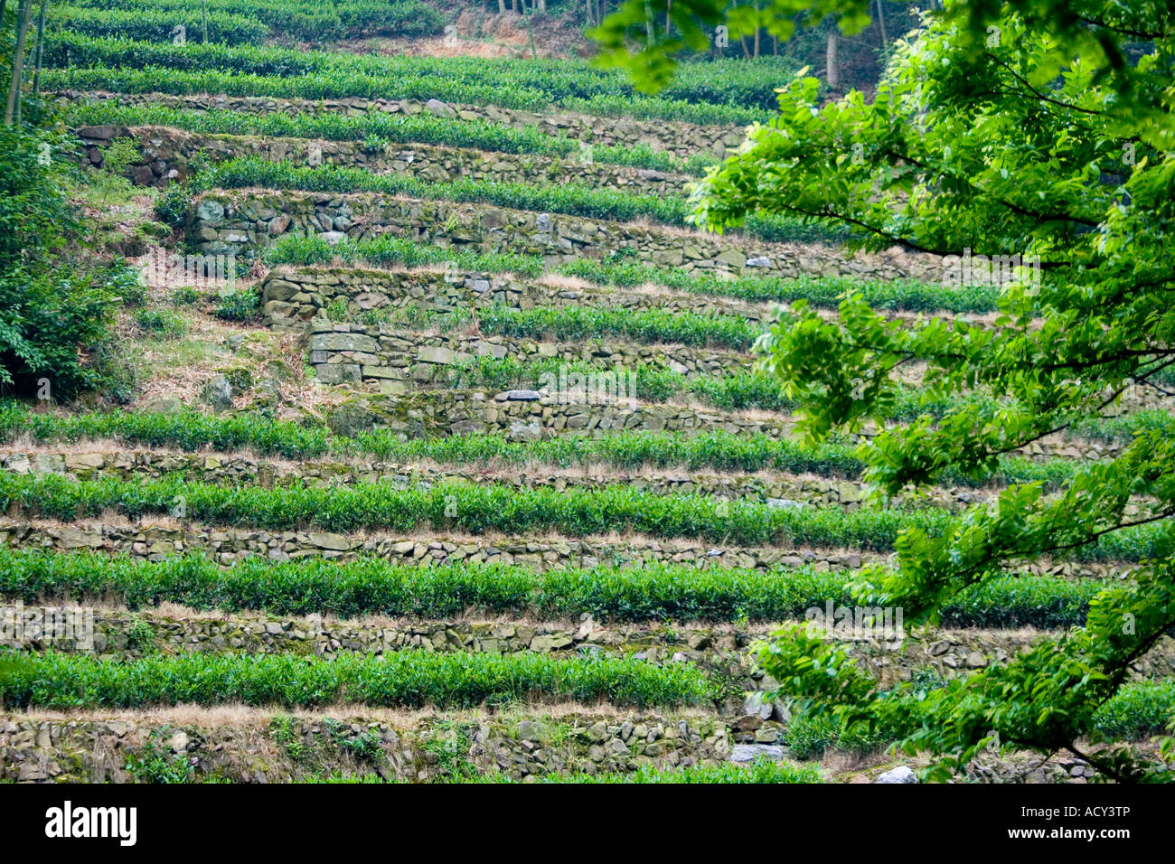 Longjing Green Tea Terrace Fields Longjing Village Hangzhou China Stock ...