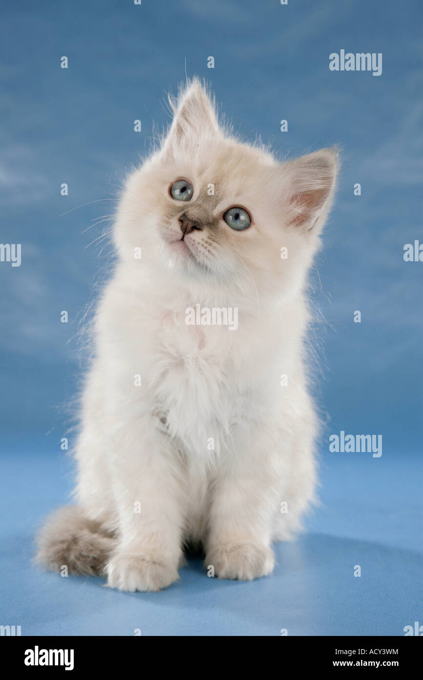 Sacred cat of Burma - kitten - sitting Stock Photo - Alamy