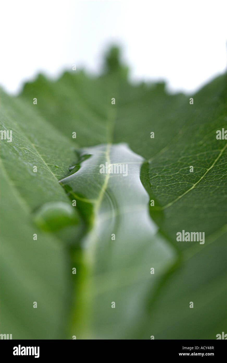 Leaf, water on green leaf Stock Photo - Alamy