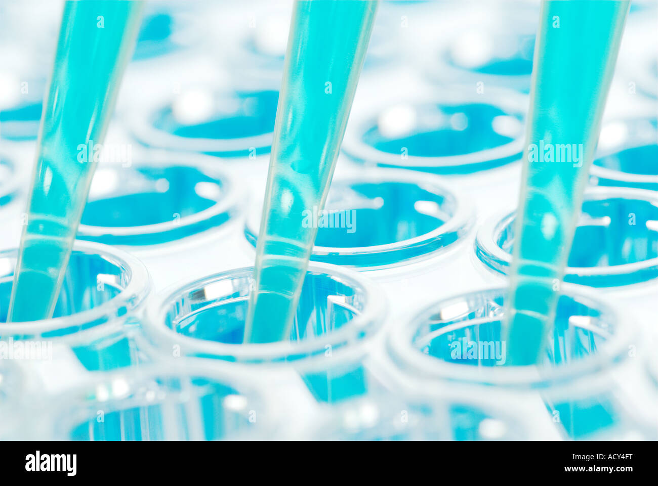 Multi-channel pipette ninety six well plate Stock Photo - Alamy