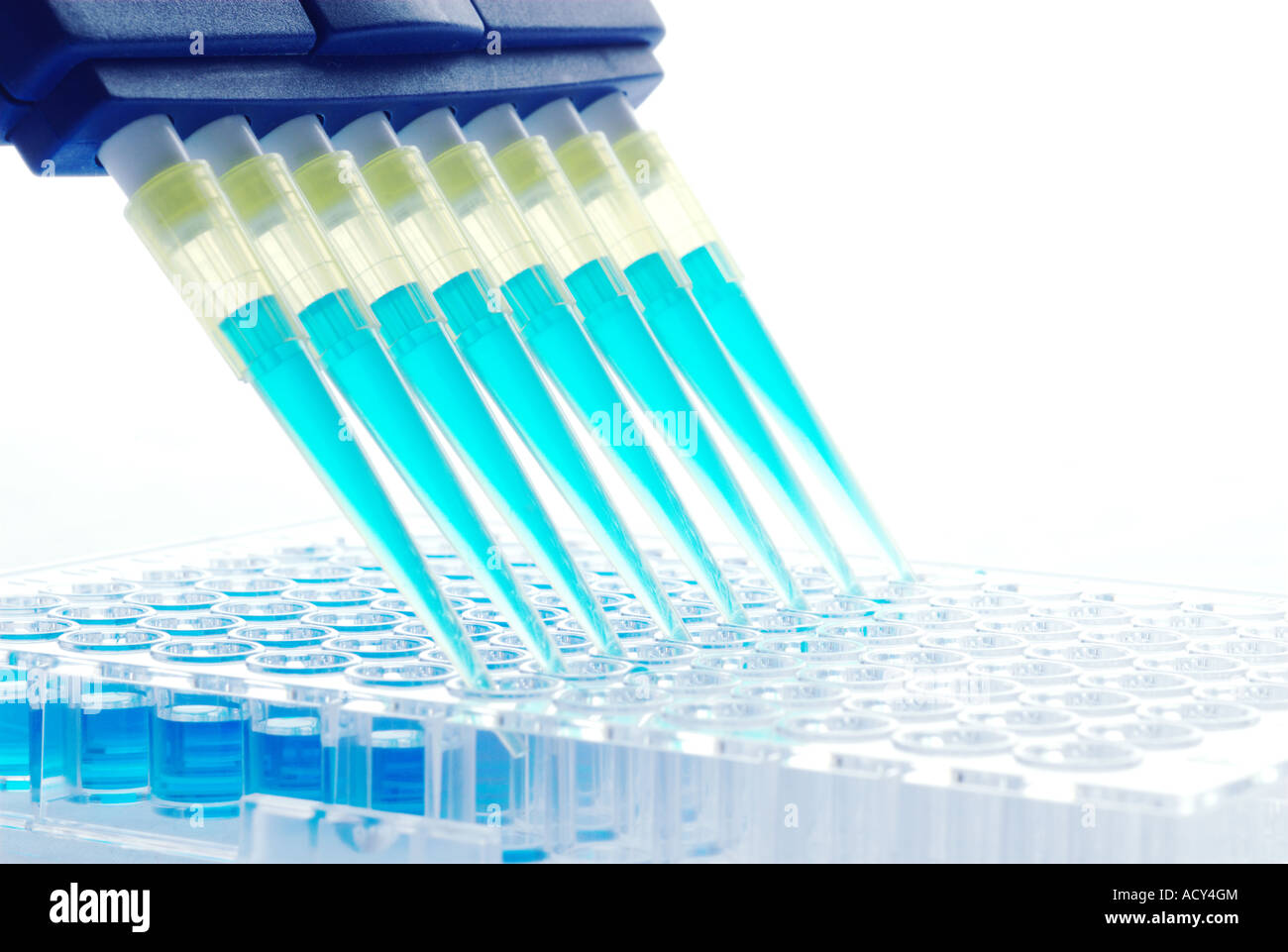 Multi channel pipette decanting blue sample into ninety six well plate ...