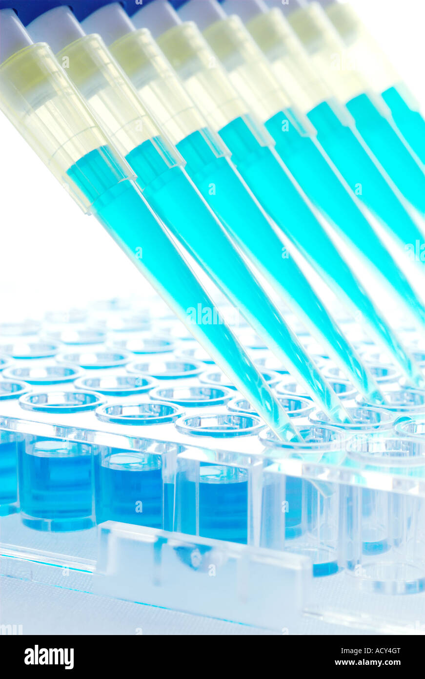 Multi-channel pipette ninety six well plate Stock Photo - Alamy