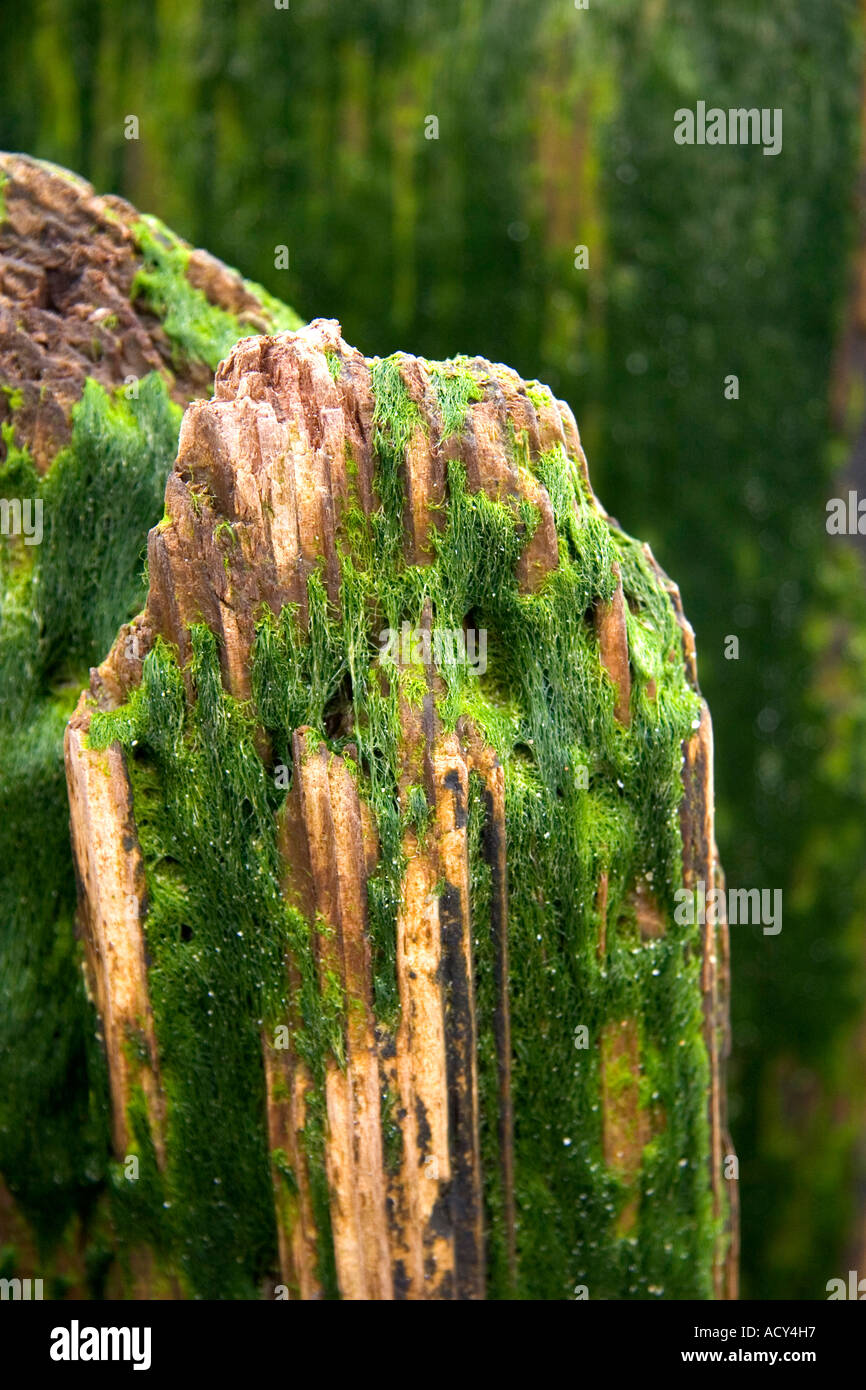 Wooden piling hi-res stock photography and images - Alamy