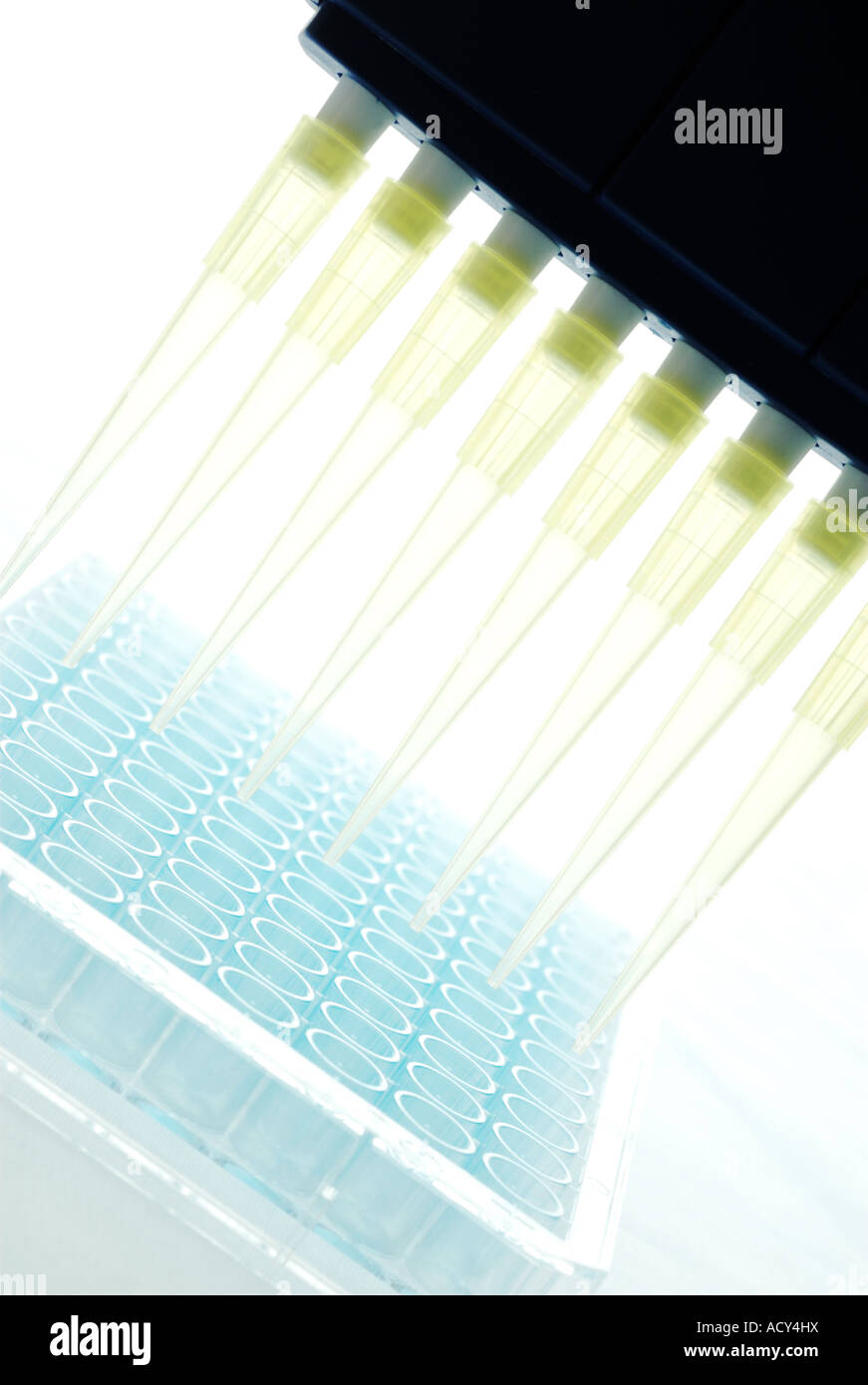 Multi-channel pipette & 96 well plate Stock Photo - Alamy