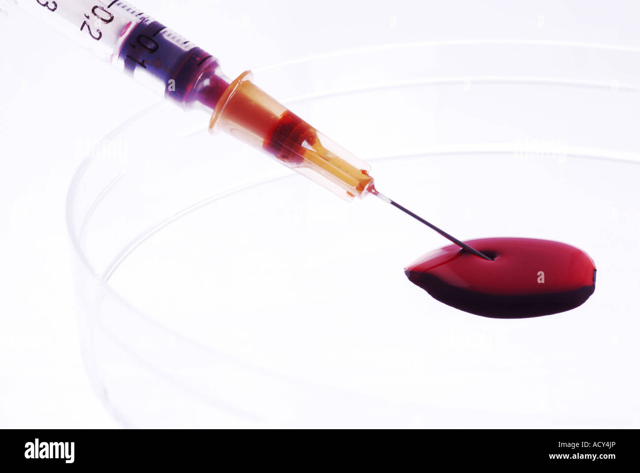 hypodermic needle dispensing blood sample into petri dish Stock Photo ...