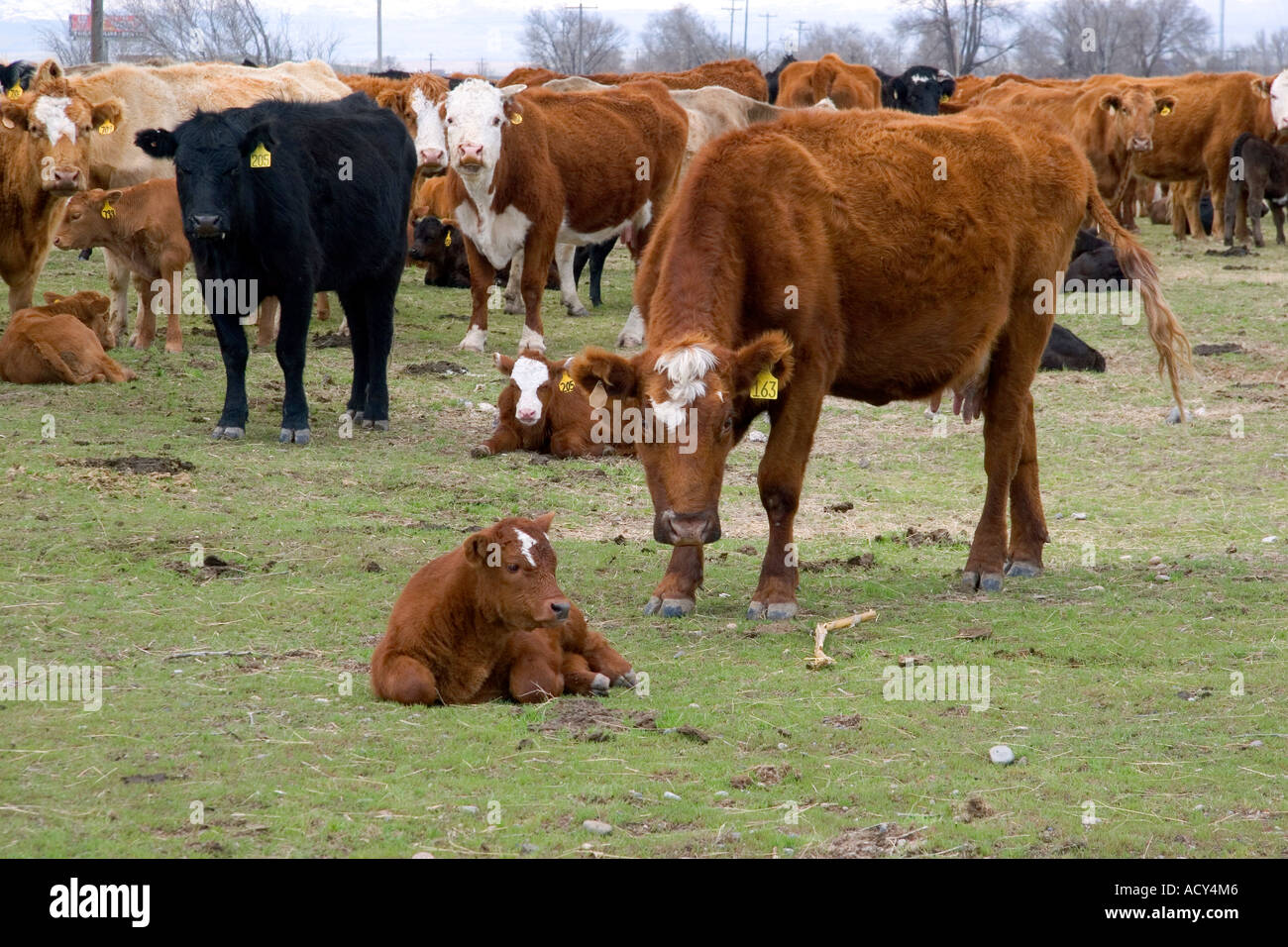 Cattle and their spring calves in a field, Idaho Stock Photo - Alamy
