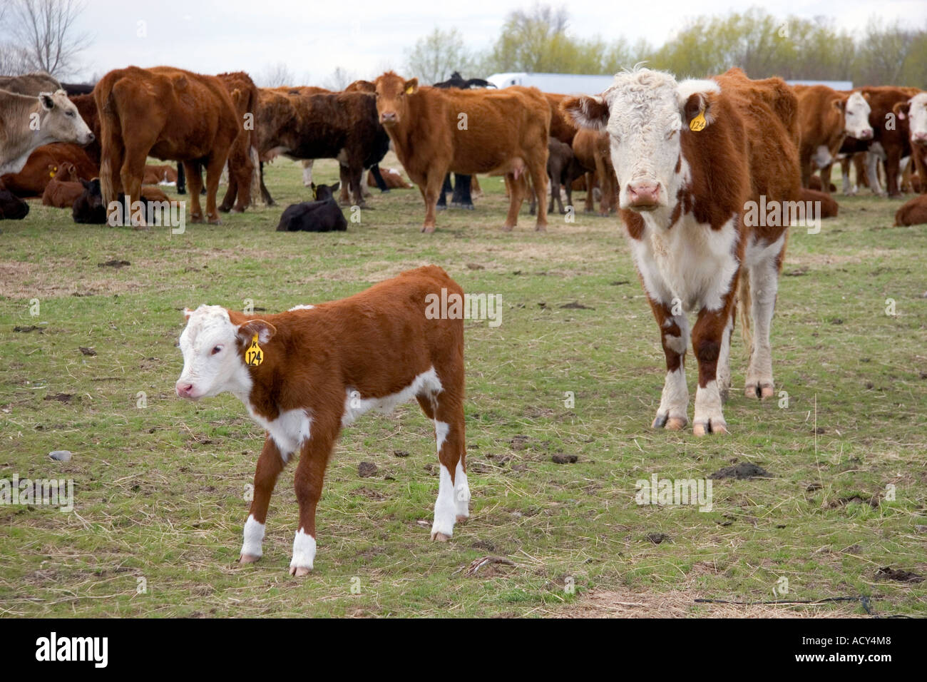 Cattle and their spring calves in a field, Idaho Stock Photo - Alamy