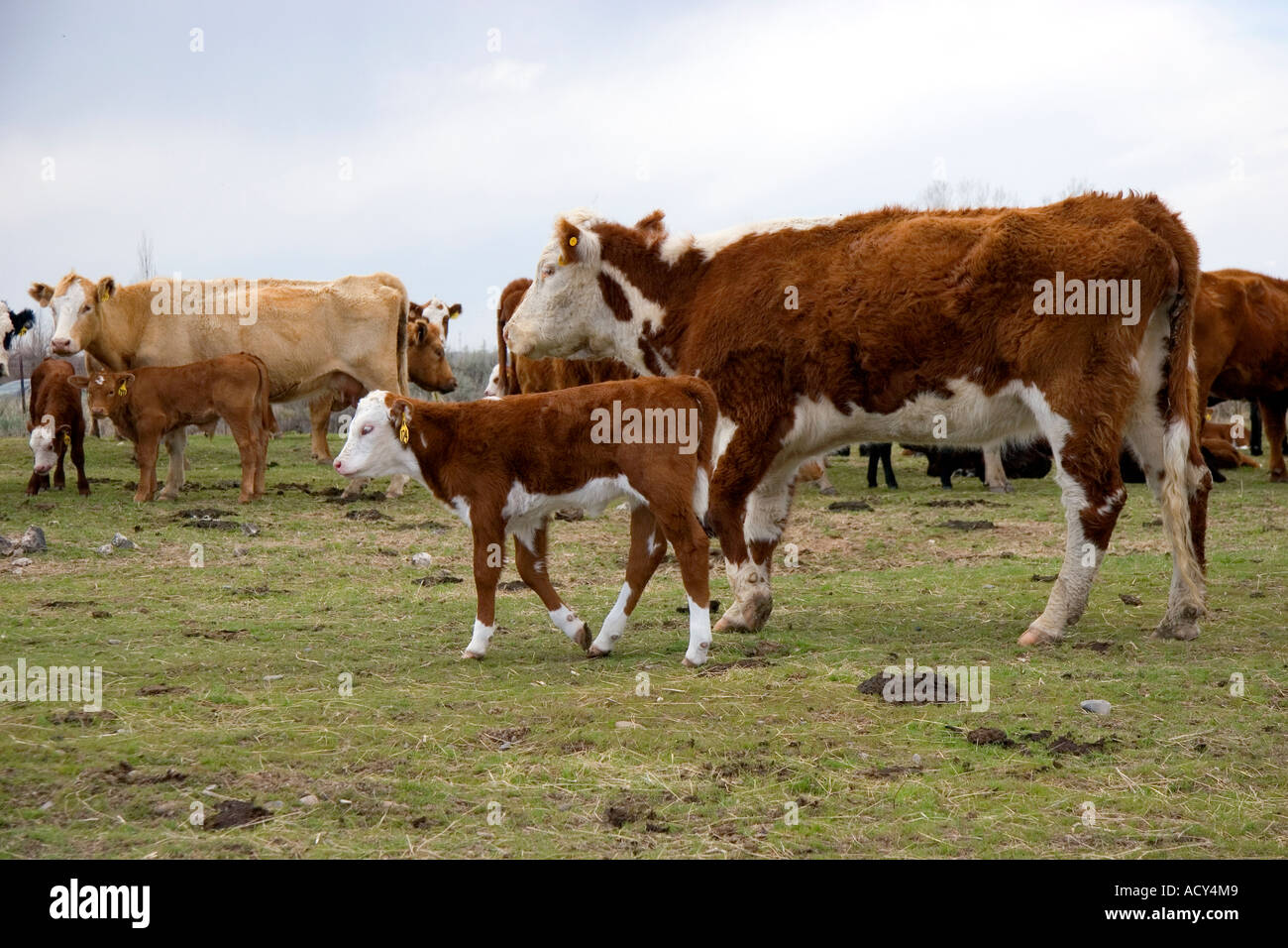 Cattle and their spring calves in a field, Idaho Stock Photo - Alamy