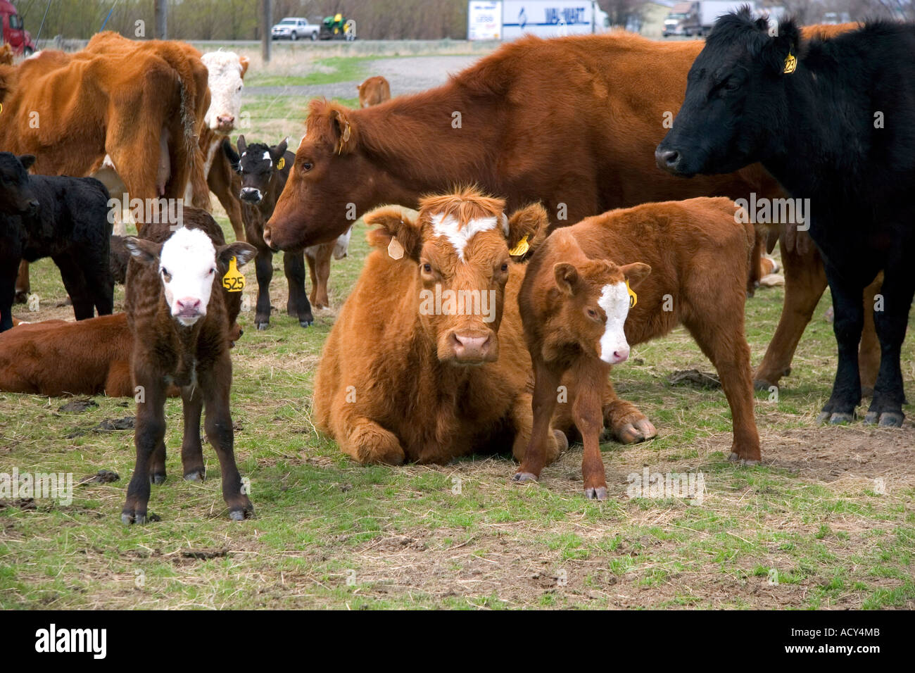 Cattle and their spring calves in a field, Idaho Stock Photo - Alamy