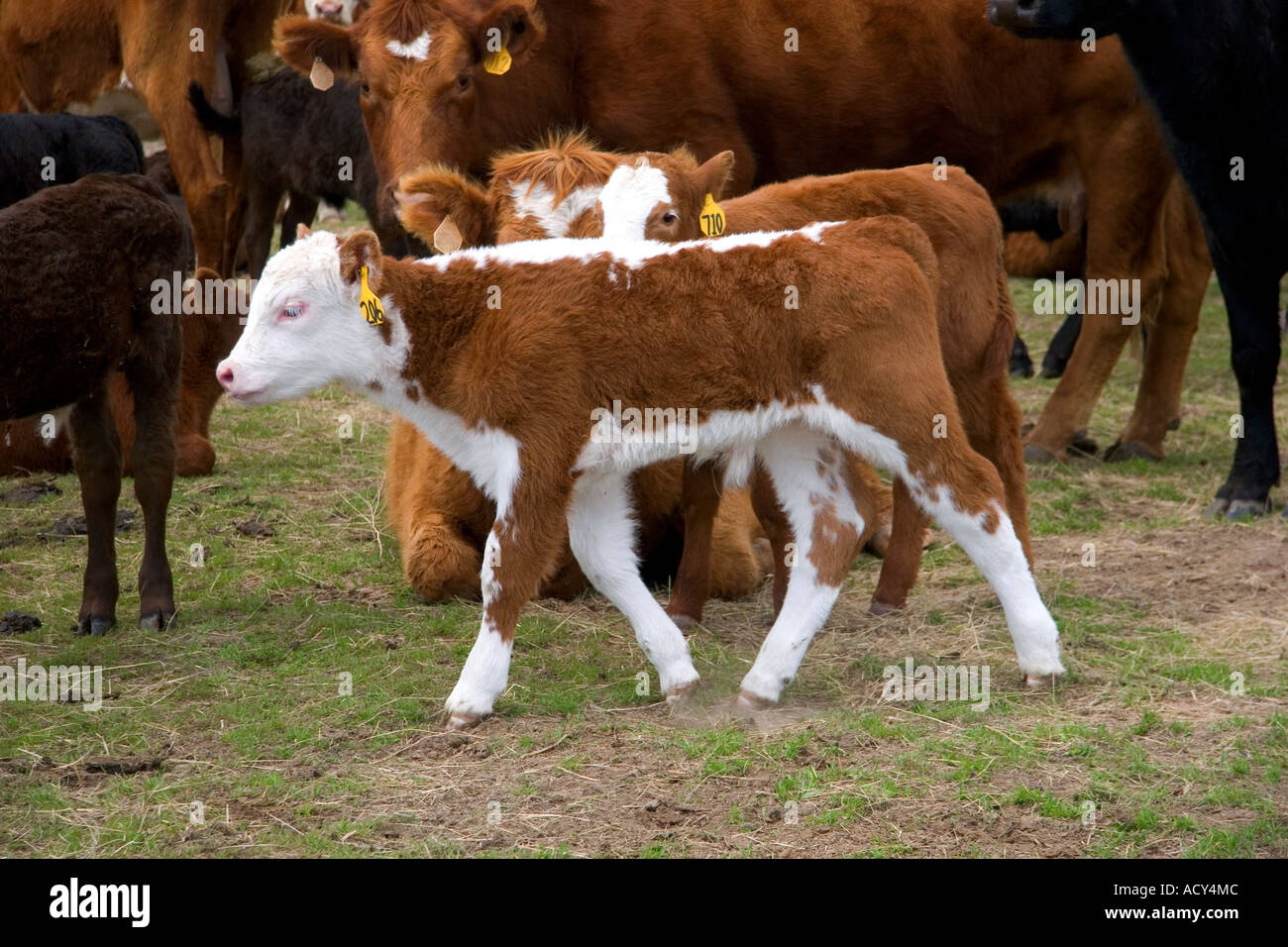 Cattle and their spring calves in a field, Idaho Stock Photo - Alamy