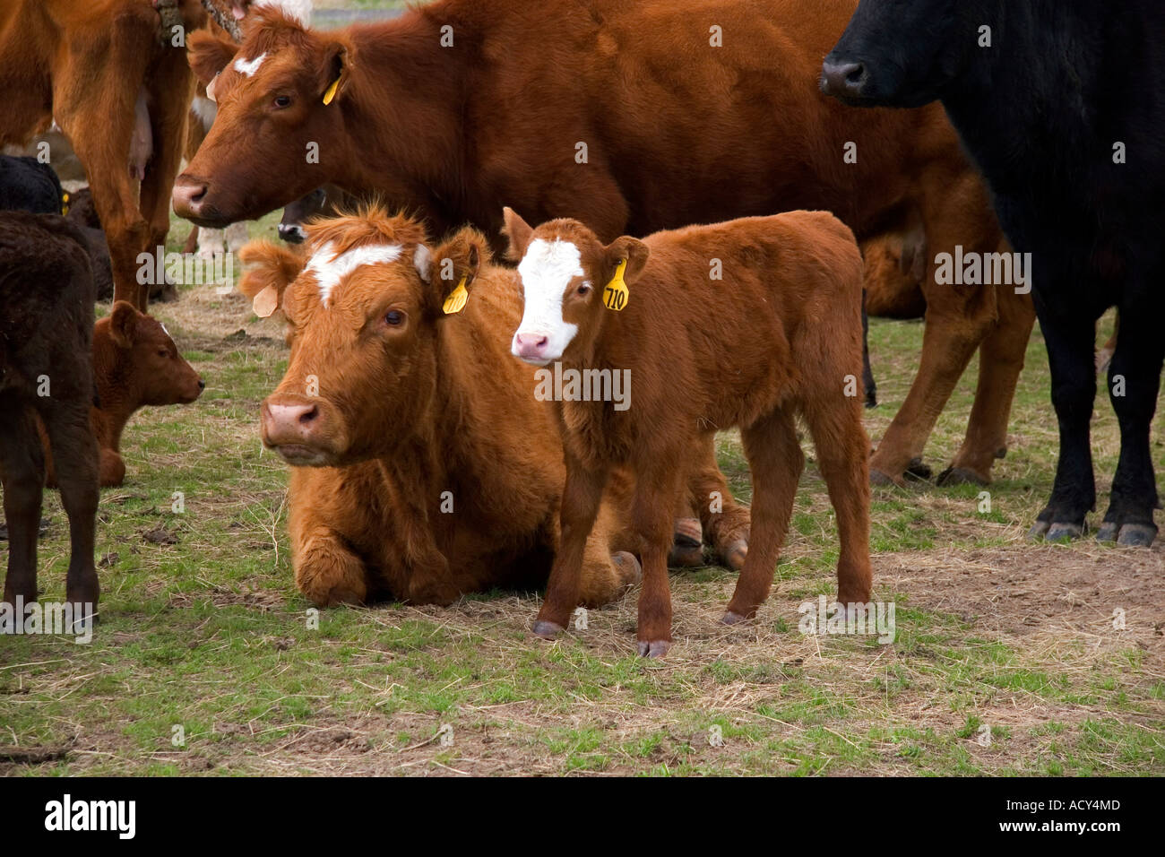 Cattle and their spring calves in a field, Idaho Stock Photo - Alamy