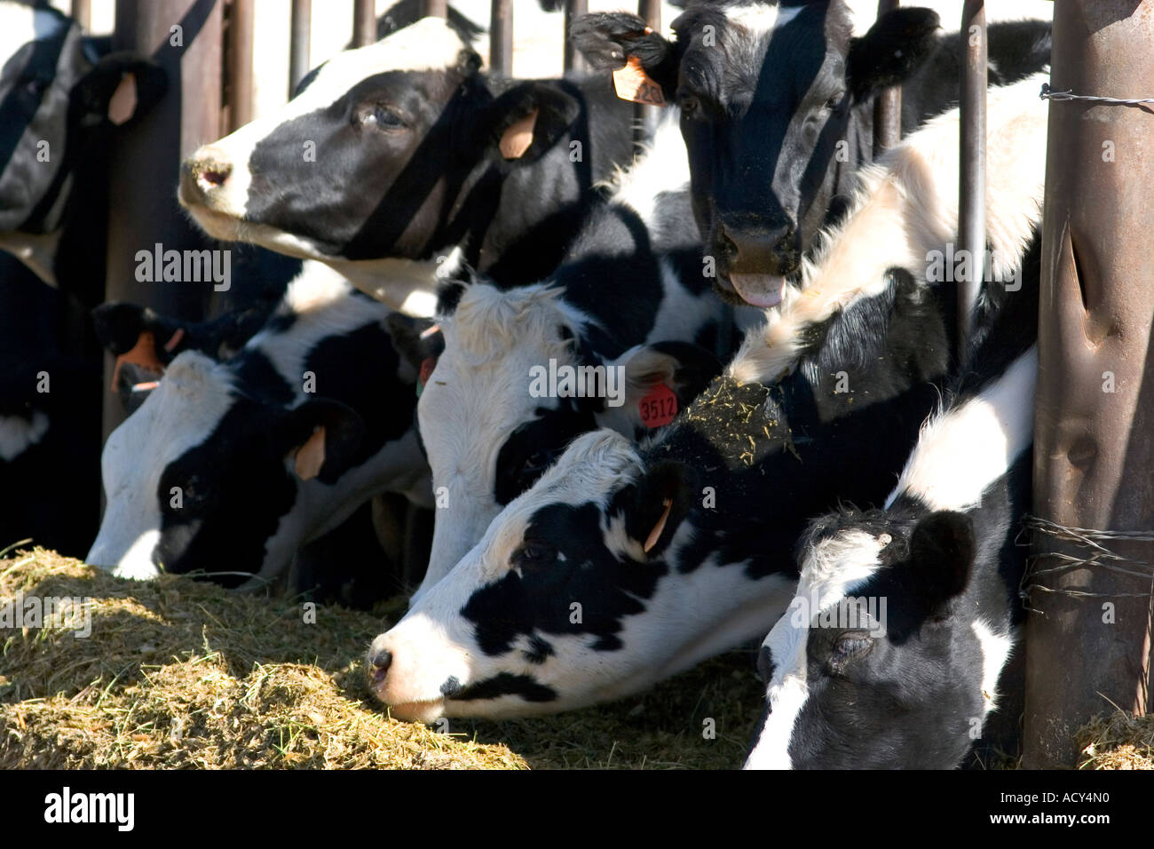 Holstein Dairy cows feeding, Idaho Stock Photo - Alamy