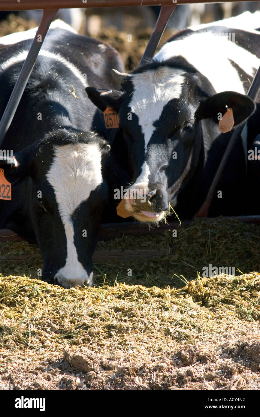 Dairy cows feeding, Idaho Stock Photo - Alamy